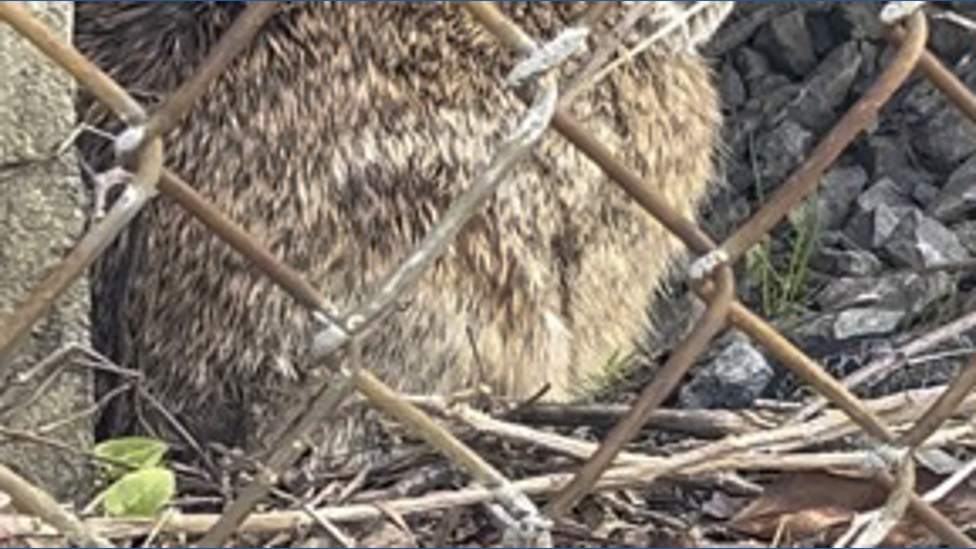 Parking lot bunny update!