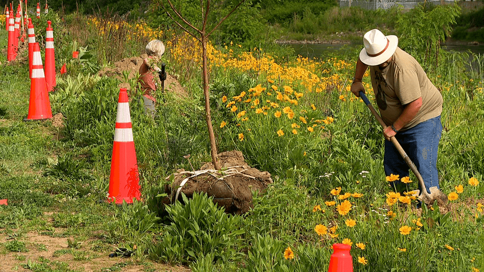 New roots after Helene: volunteers plant native trees to restore island ...
