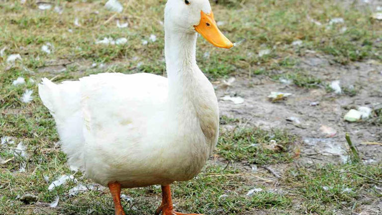Todo lo que necesitas saber para tener un pato como mascota en casa