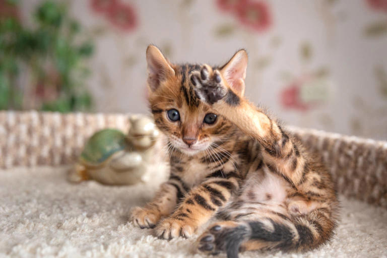 Kitten's dramatic reaction to getting her first shot is absolutely ...