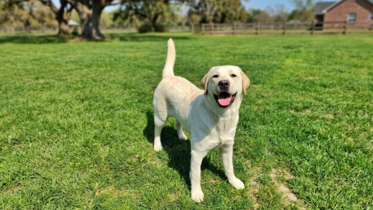 15 dog breeds that may be more prone to separation anxiety, according ...