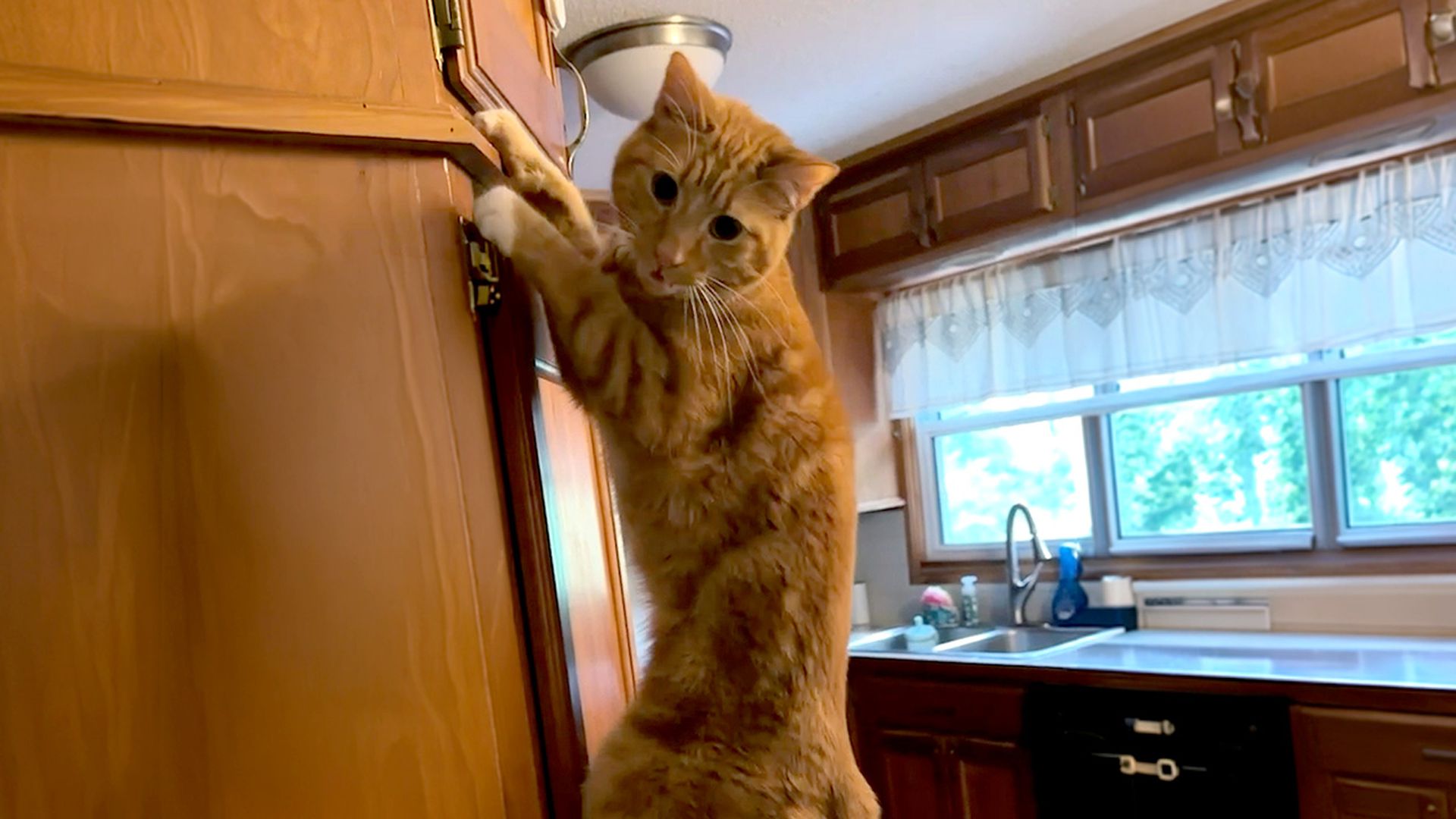 Orange cat outsmarts his entire household