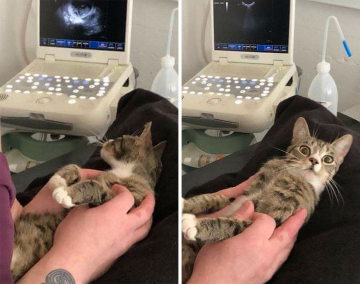 38 hilarious cat Snapchats that will leave you with the biggest smile