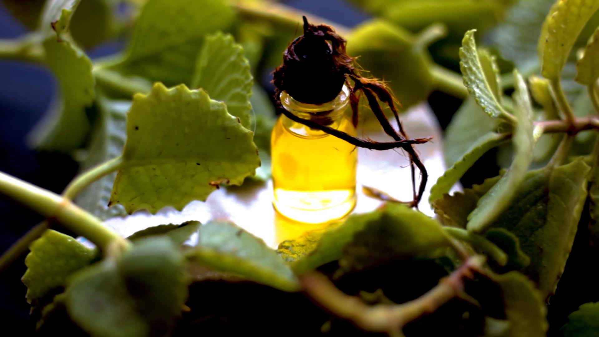 This divisive scent could save you from mosquito bites