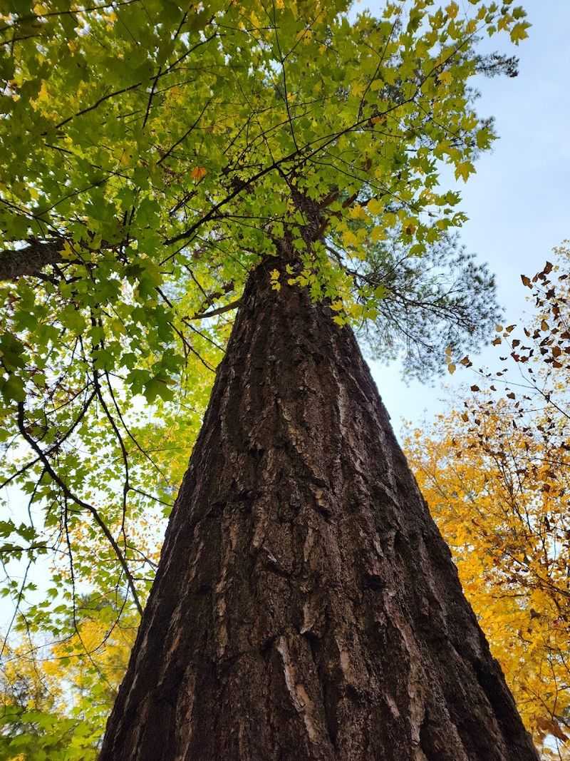 The two-mile Minnesota trail that takes you past 100-year-old pine ...