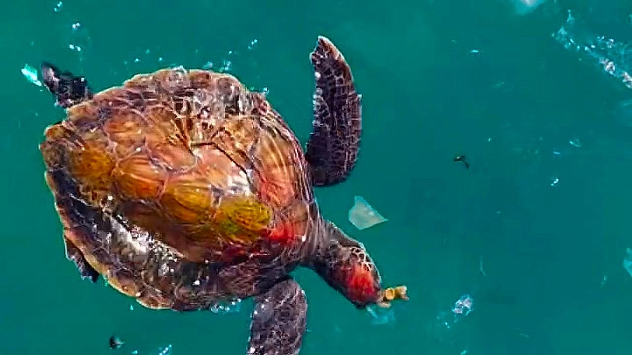 Disturbing footage captures turtle surrounded by floating waste