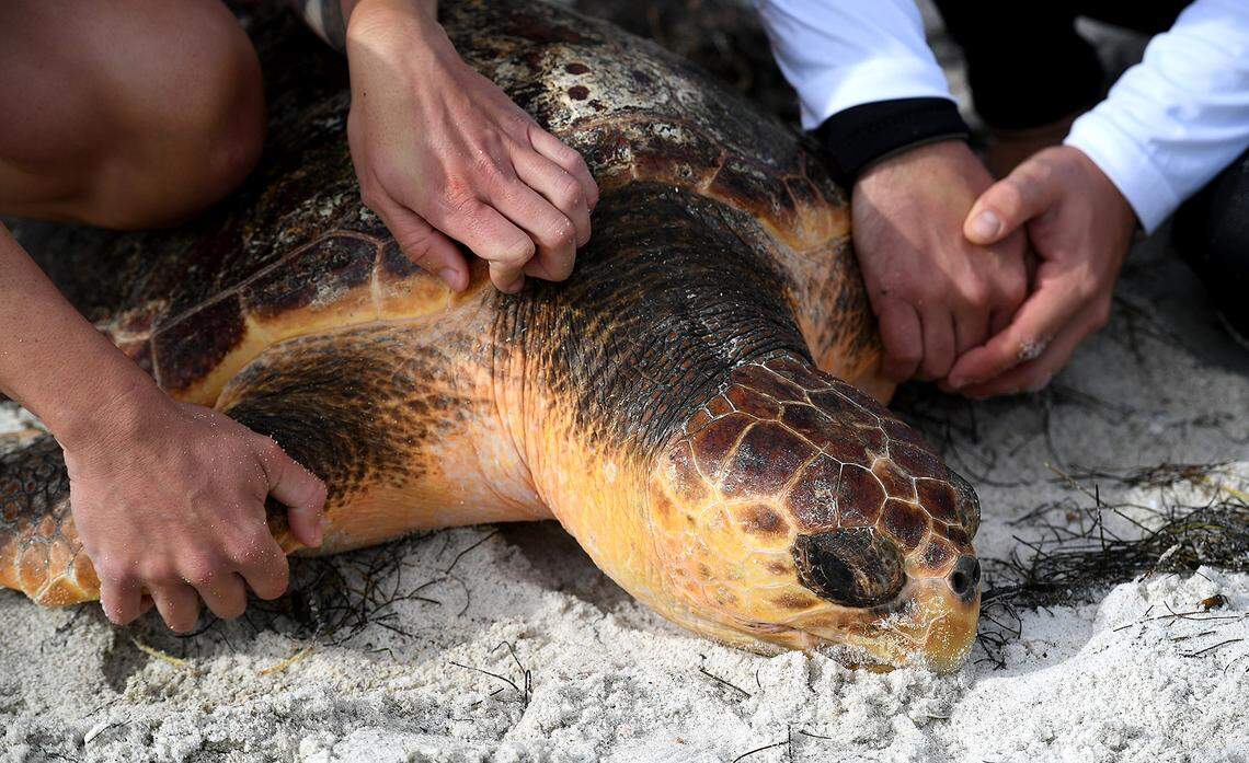 From 9 nests to 1,473: A conservation story