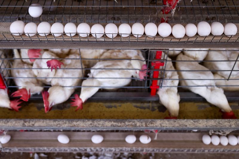 Brazil contests EU move to block animal product shipments