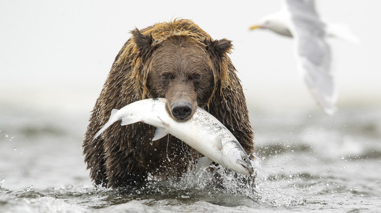 12 things experts say you should look for when buying salmon