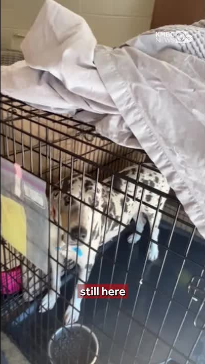 Great Danes rescued from Missouri breeder receive care