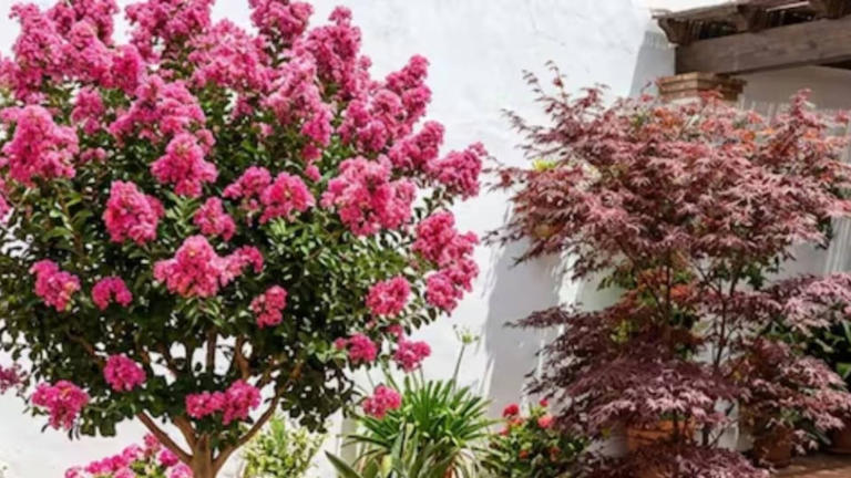 Perfecto para casas pequeñas: los 3 árboles que dan frutos todo el año ...