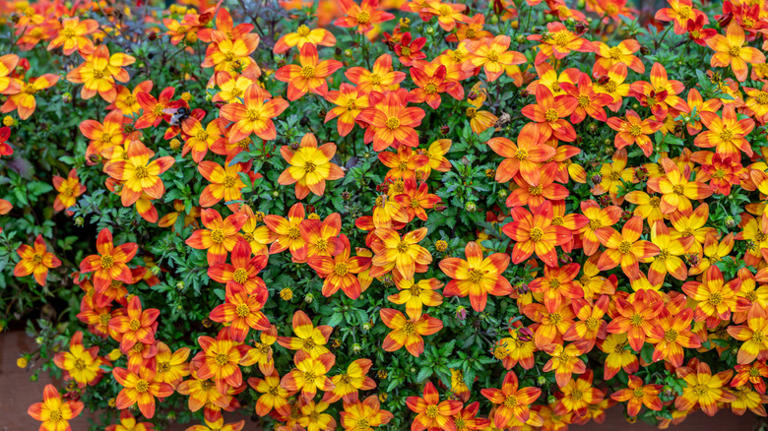 These 2 hanging basket flowers keep hummingbirds coming back all summer
