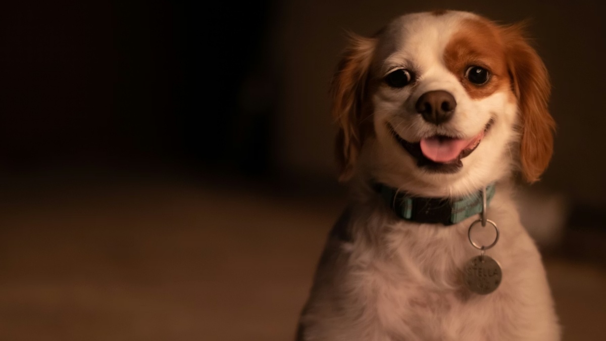 10 things that make a dog trust you quickly (and see you as their best ...