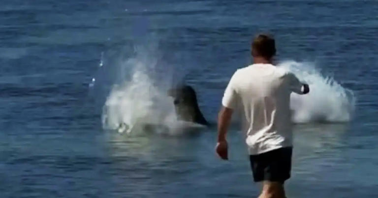 Man given reward after beating up tourist who threw rock at beloved seal