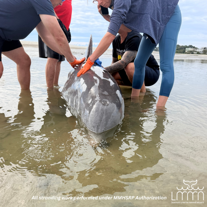 Lowcountry nonprofit rescues stranded dolphin on Hilton Head Island