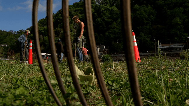 New roots after Helene: volunteers plant native trees to restore island ...