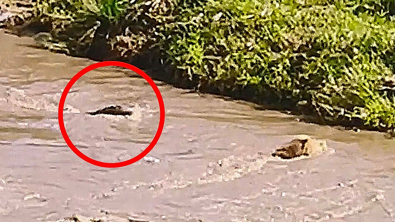 Lucky lion survives terrifying crocodile's jaws during dangerous crossing