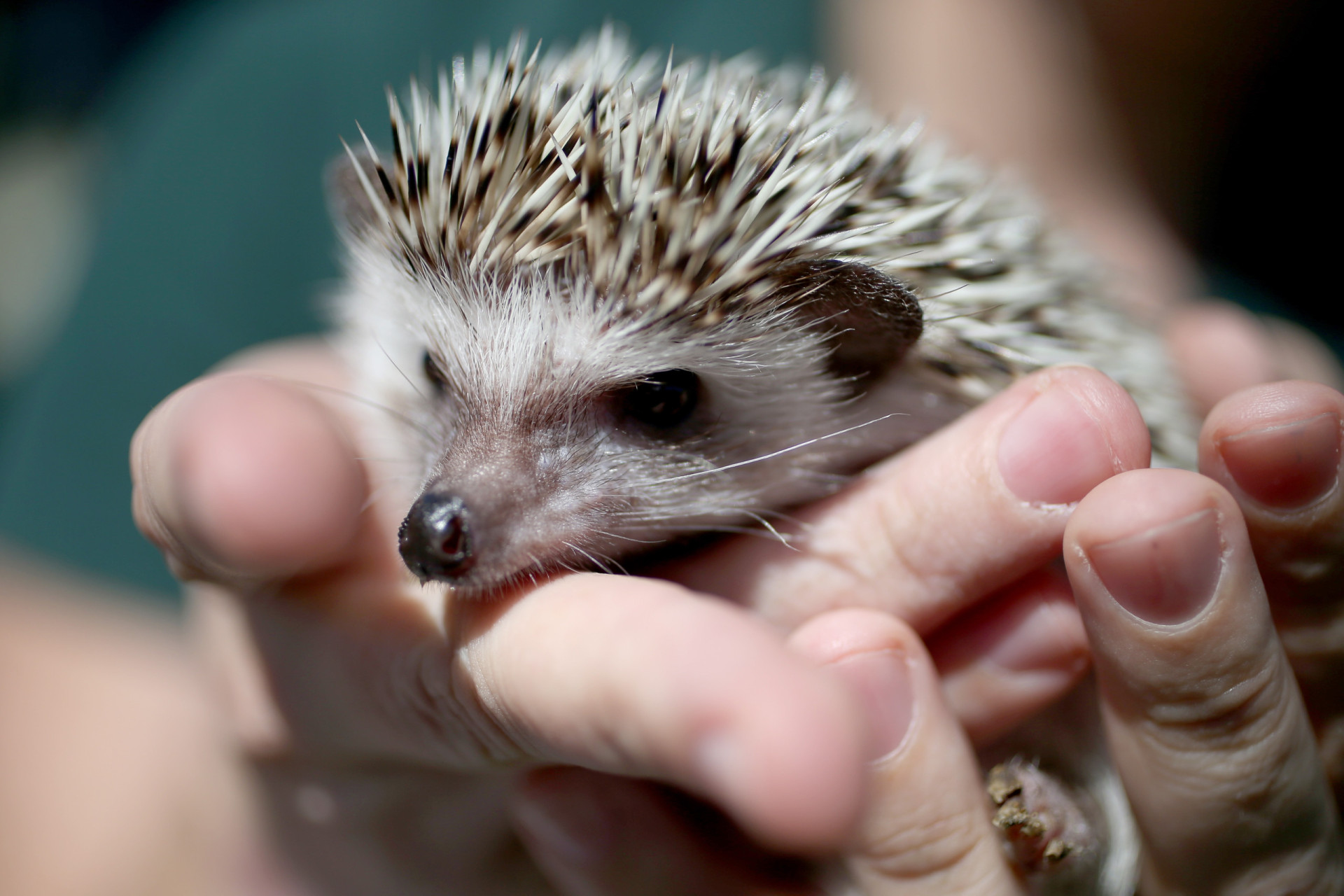 Animals with the shortest lifespan