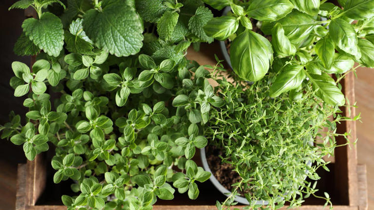 7 multipurpose herbs that feed your family and fight off pests