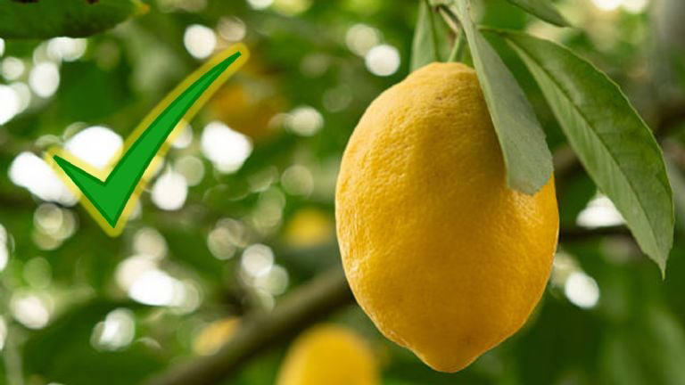 Cómo utilizar la canela para que tu limonero estalle de frutos en mayo