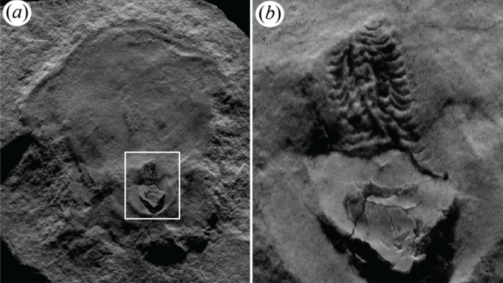 Scientists thought this was the world’s oldest octopus, but new ...