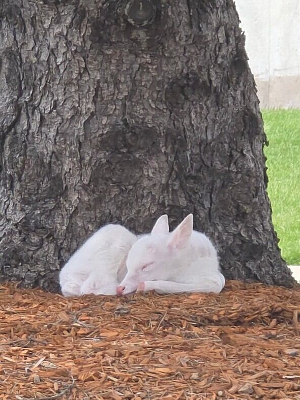 Rare white fawn spotted at Indian Hills Community College