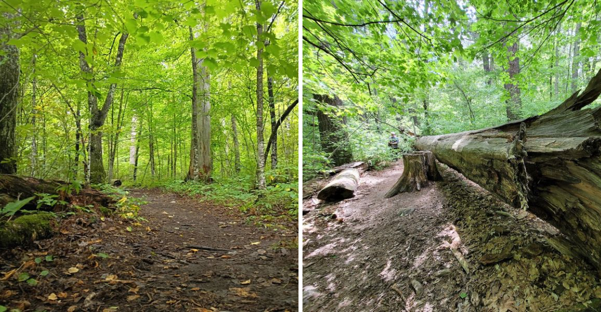 The two-mile Minnesota trail that takes you past 100-year-old pine ...