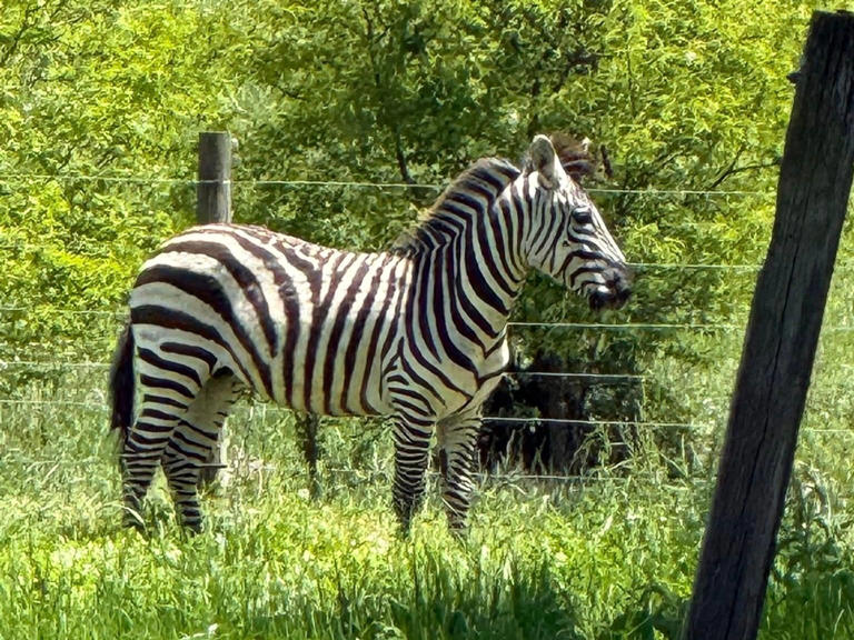 Zebra on the loose apprehended by Ohio deputies