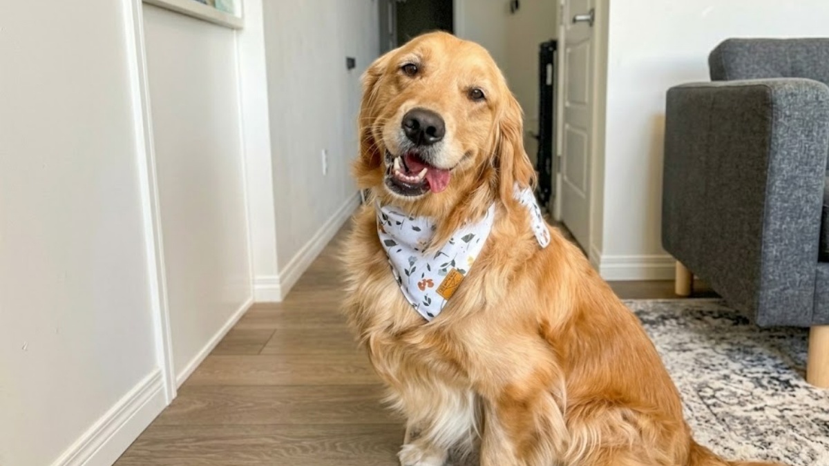 15 dog breeds that may be more prone to separation anxiety, according ...