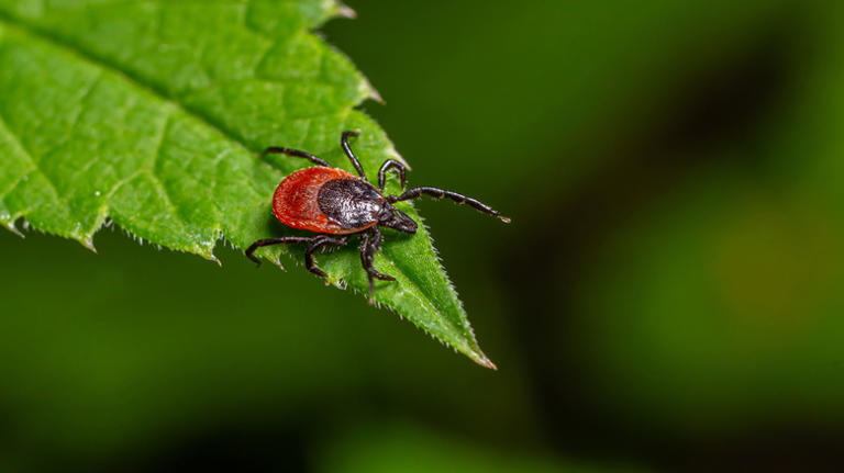 11 invasive pests homeowners & gardeners are seeing everywhere in 2026