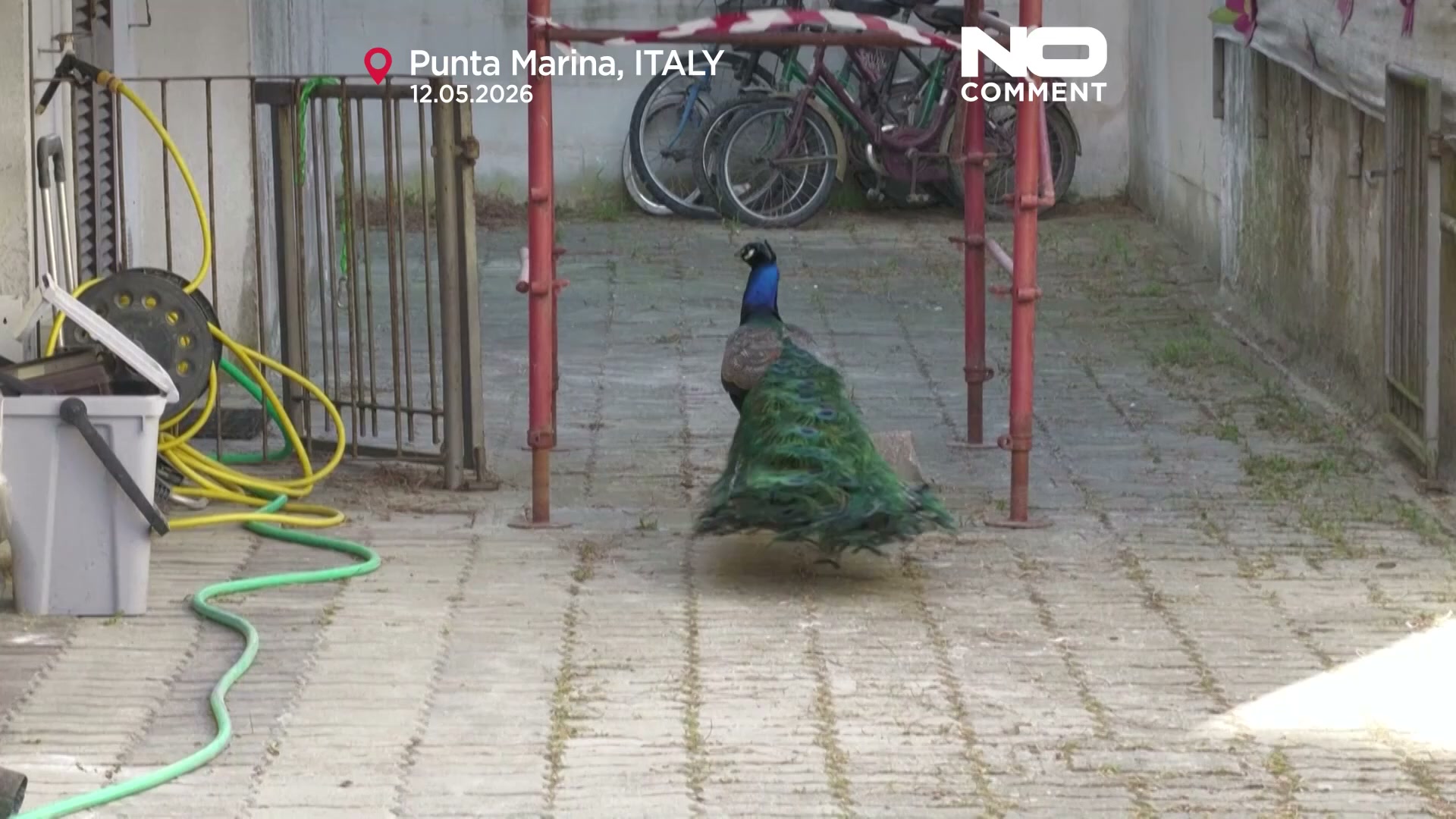 Peacocks take over northern Italian beach town