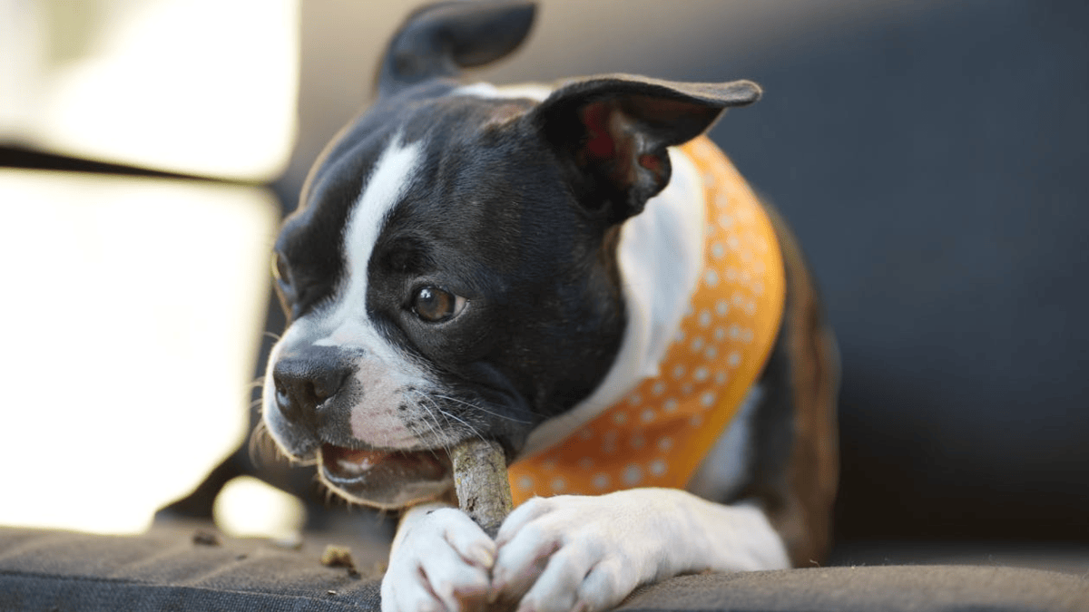 Experts reveal 12 healthy treats your pet will love