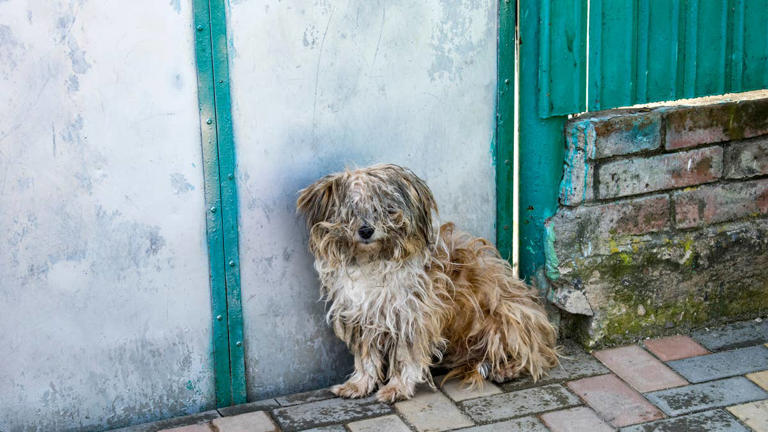Terrified stray dog picked one family’s windowsill for the sweetest reason