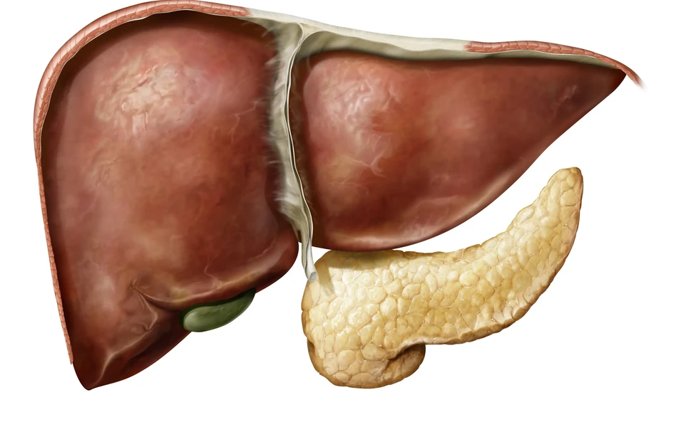 Studies link diet changes to lower liver cancer risks