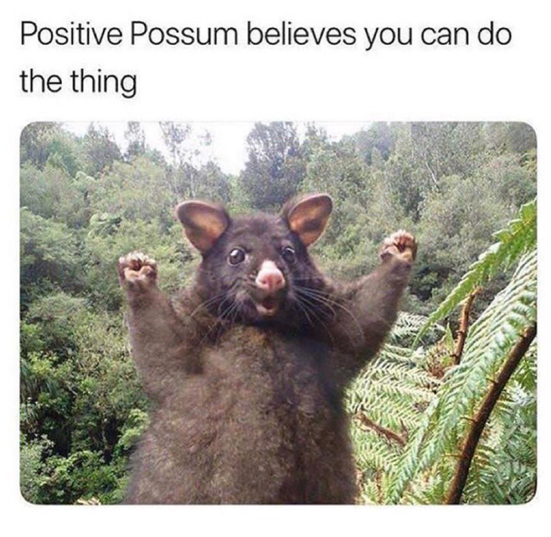 22 delightfully chaotic possum memes crawling out of the happier side ...
