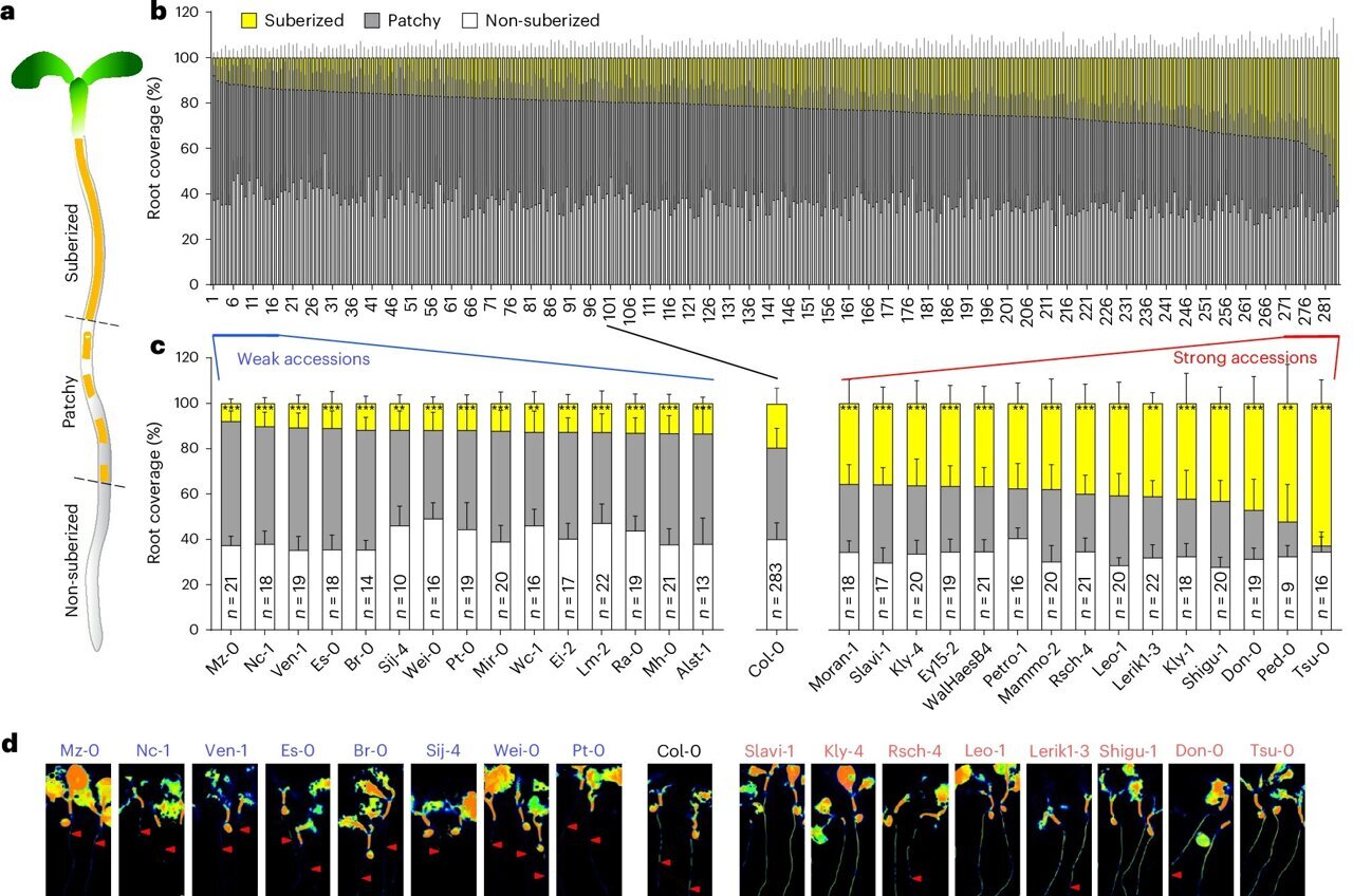 Roots reveal climate adaptation as 284 plant varieties reshape water ...