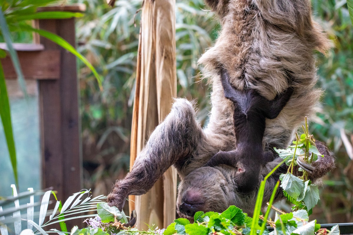 First baby sloth born in Scotland named to honour David Attenborough