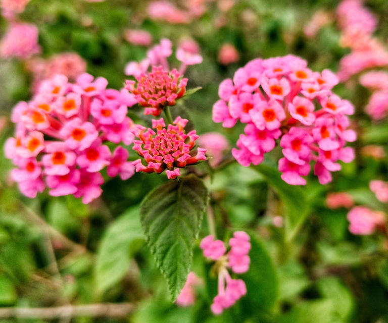 Every container garden needs a plant that thrives on neglect – here are ...