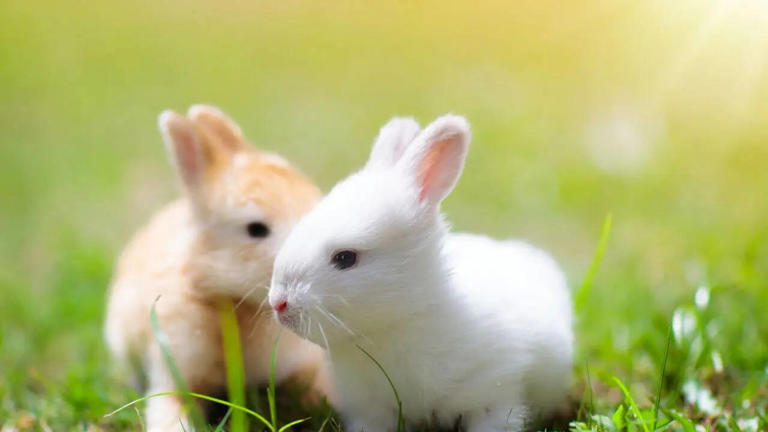 Planning to be a pet parent? These are the 5 best pets one can keep in ...