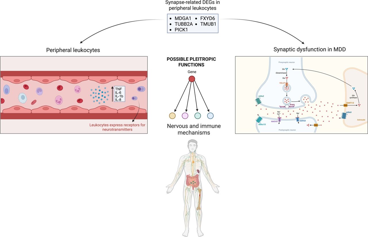 Genes linked to neuronal communication appear altered in immune cells ...