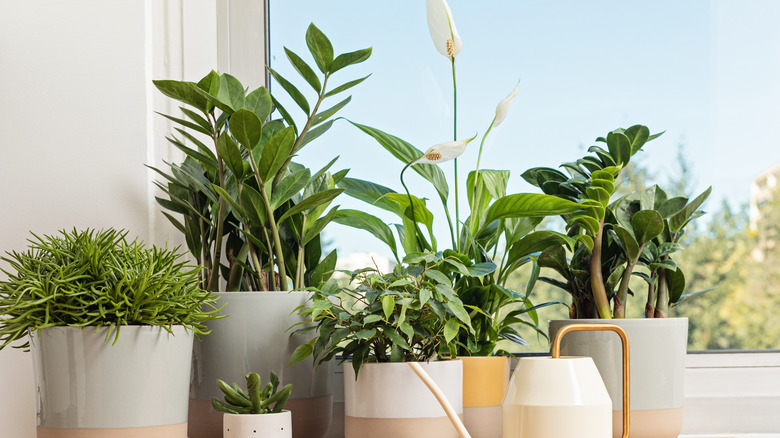 15 plants perfect for an east-facing window