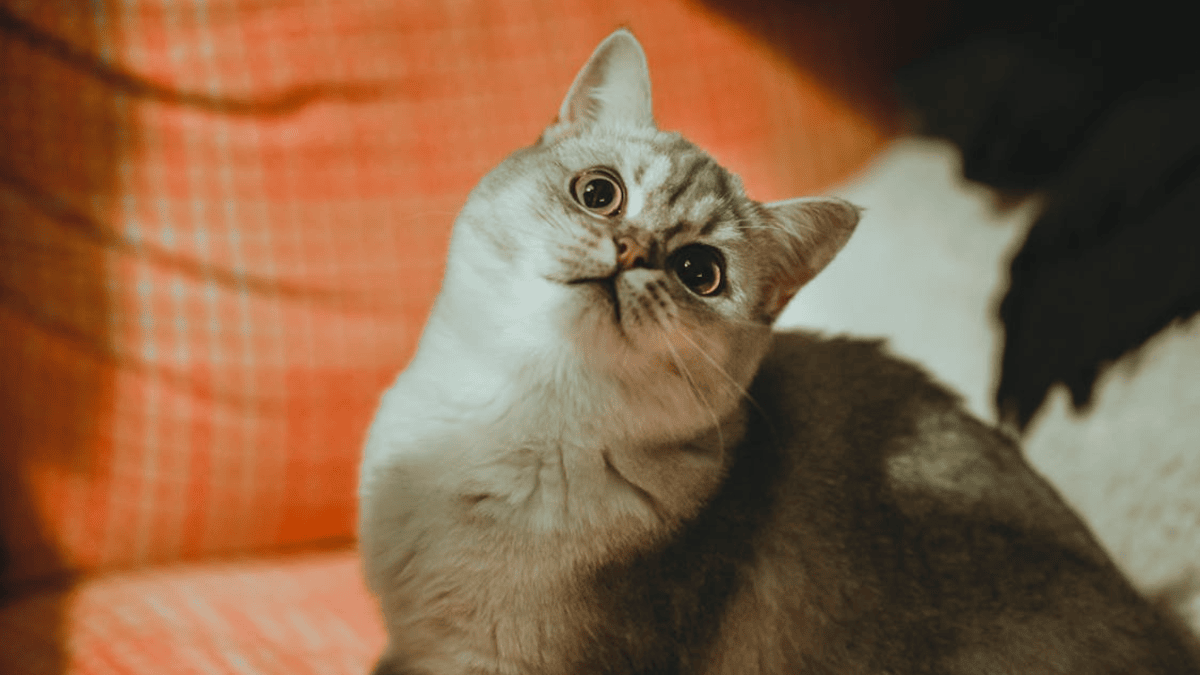 12 strange things cats love that almost no one notices