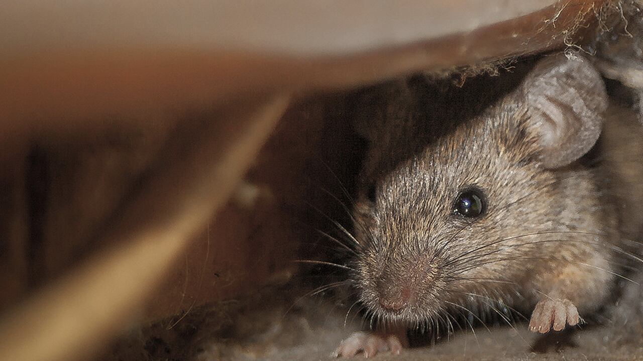 Cleaning out the shed or cottage for spring? Here’s how to protect ...