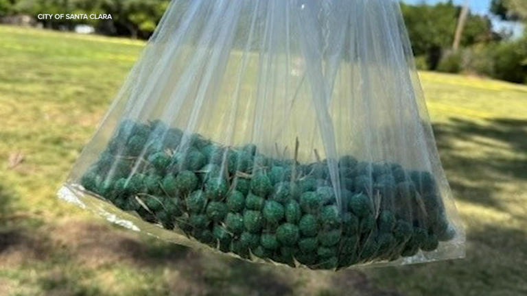Suspected rat poison pellet discovery closes part of Santa Clara park ...