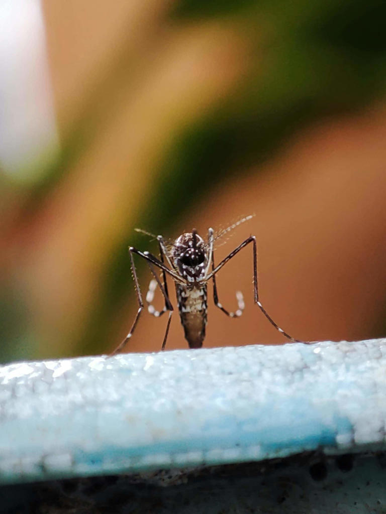 Google plans to release 64 million mosquitoes infected with Wolbachia ...