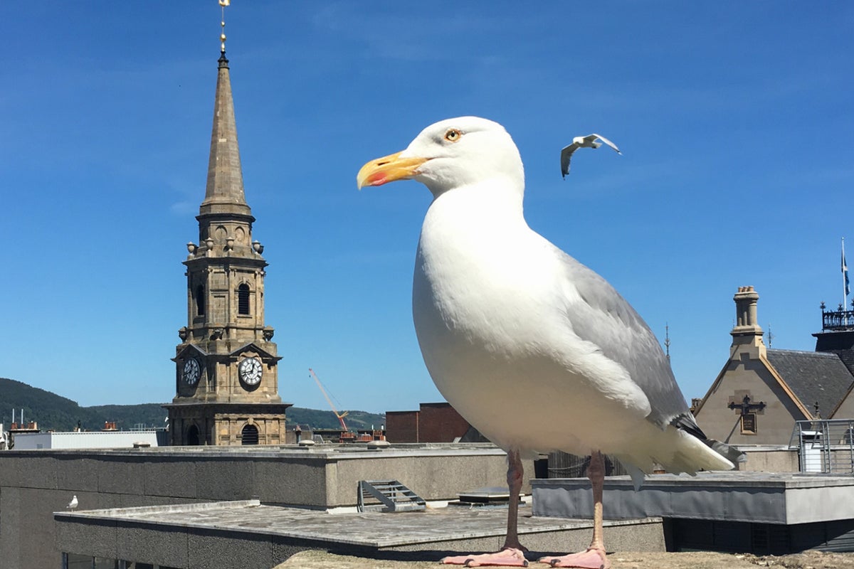 Police hunt for man who 'punched and beat' seagull on Cornwall beach