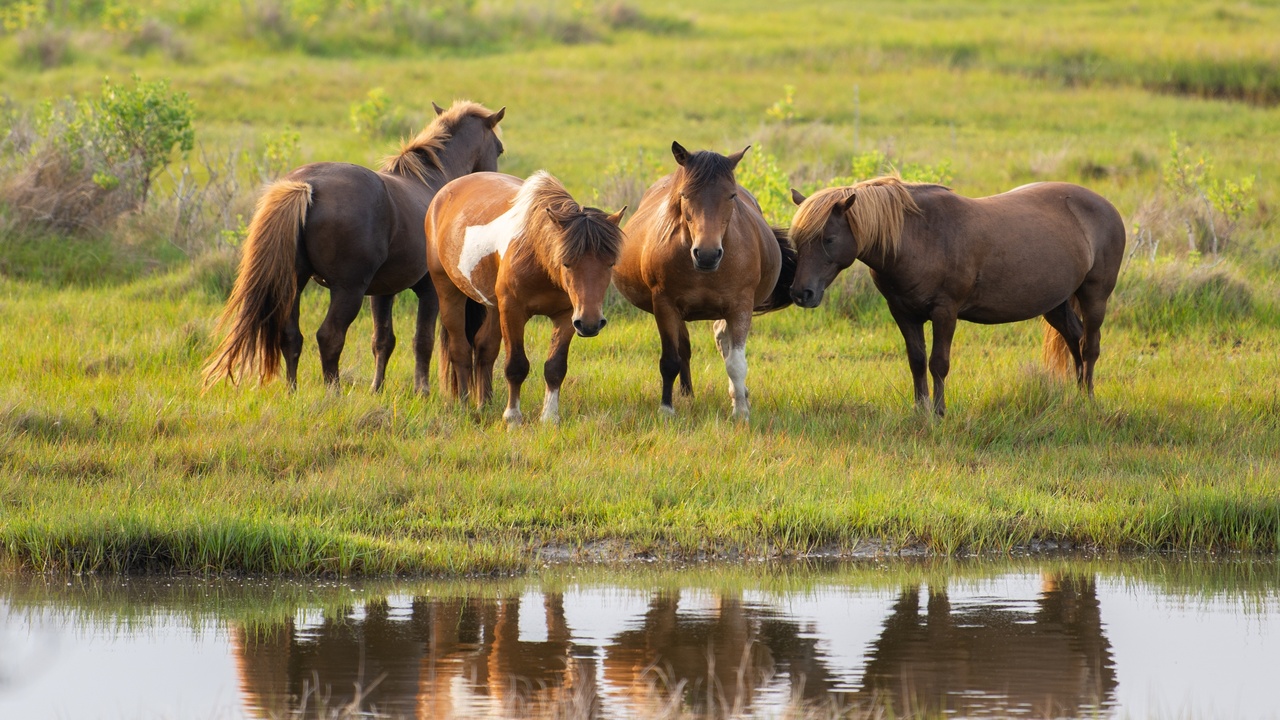 Wild horses walk right through Maryland’s only ocean beach and have for ...
