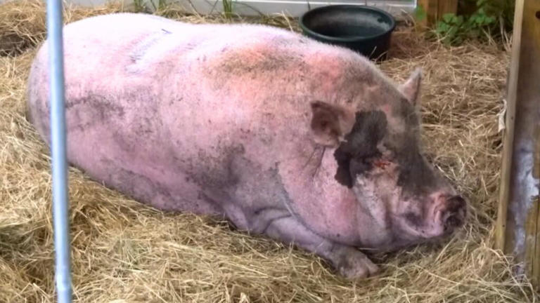 Florida shelter faces lawsuit following rescue pig’s alleged sunburn ...
