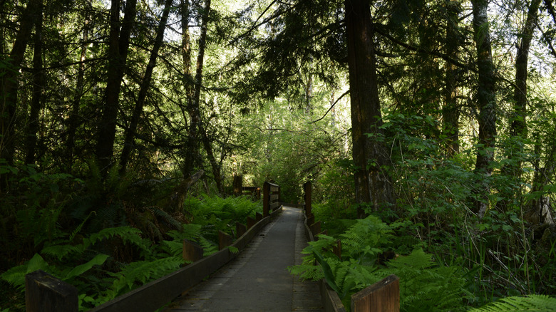 Between Olympia and the Pacific Coast is Washington's thriving forest ...