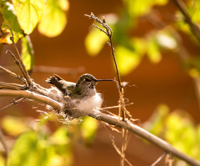 You don't need a hummingbird feeder – these 6 easy ideas will have them ...